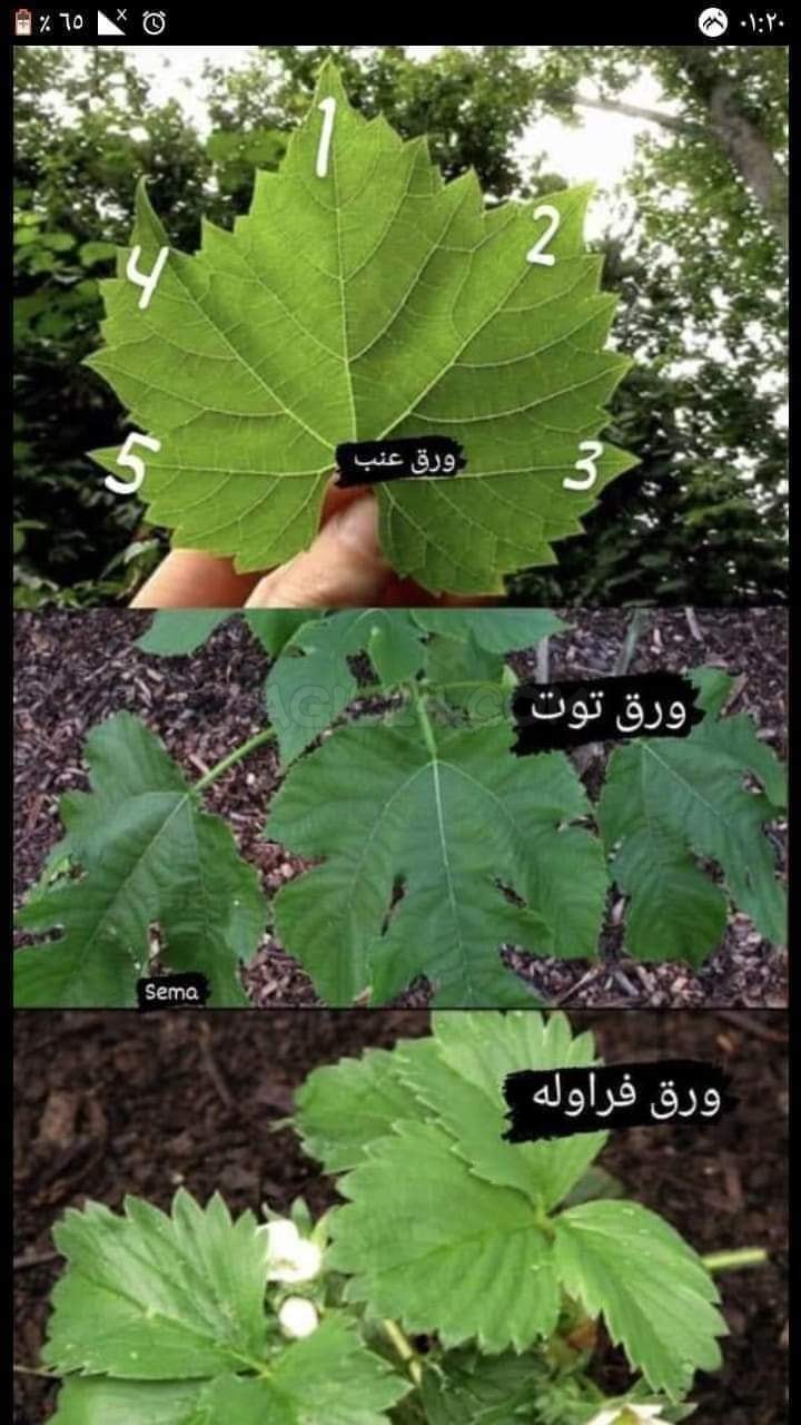 الفرق بين ورق العنب وورق التوت والفراولة